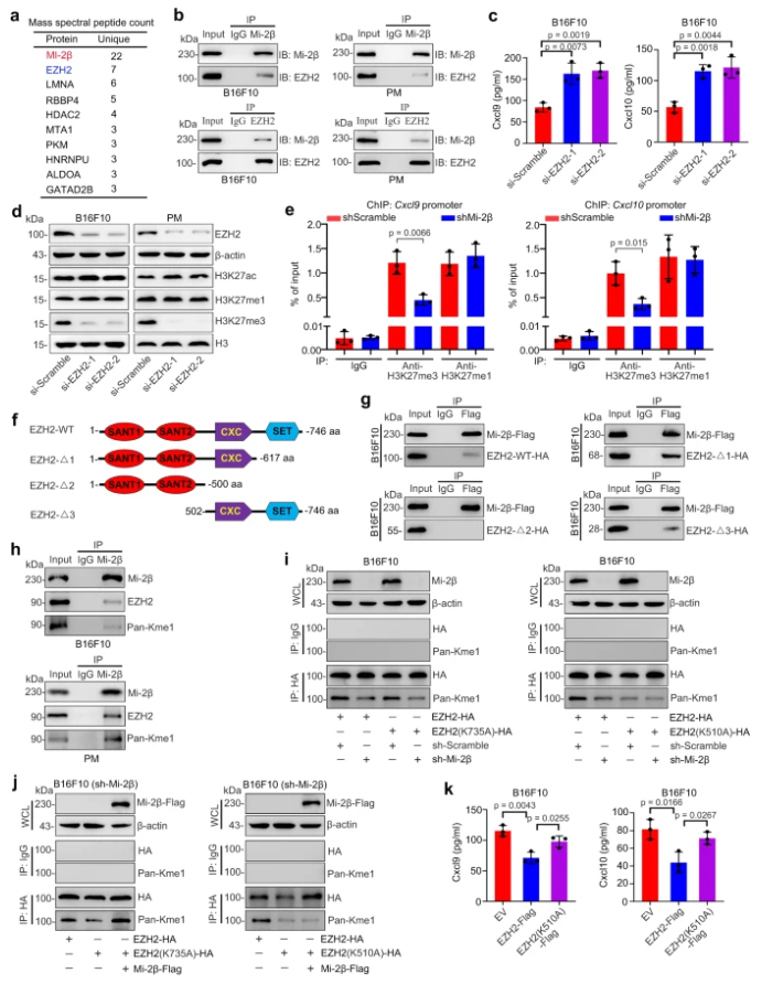 AbMole| Mi-2β在黑色素瘤免疫逃逸中的作用及其靶向抑制剂的研究进展-CSDN博客