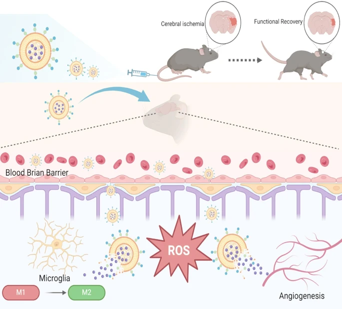 J Nanobiotechnology｜ROS响应脂质体PUE Lipo/RR递送葛根素促进缺血脑区神经血管重塑-CSDN博客