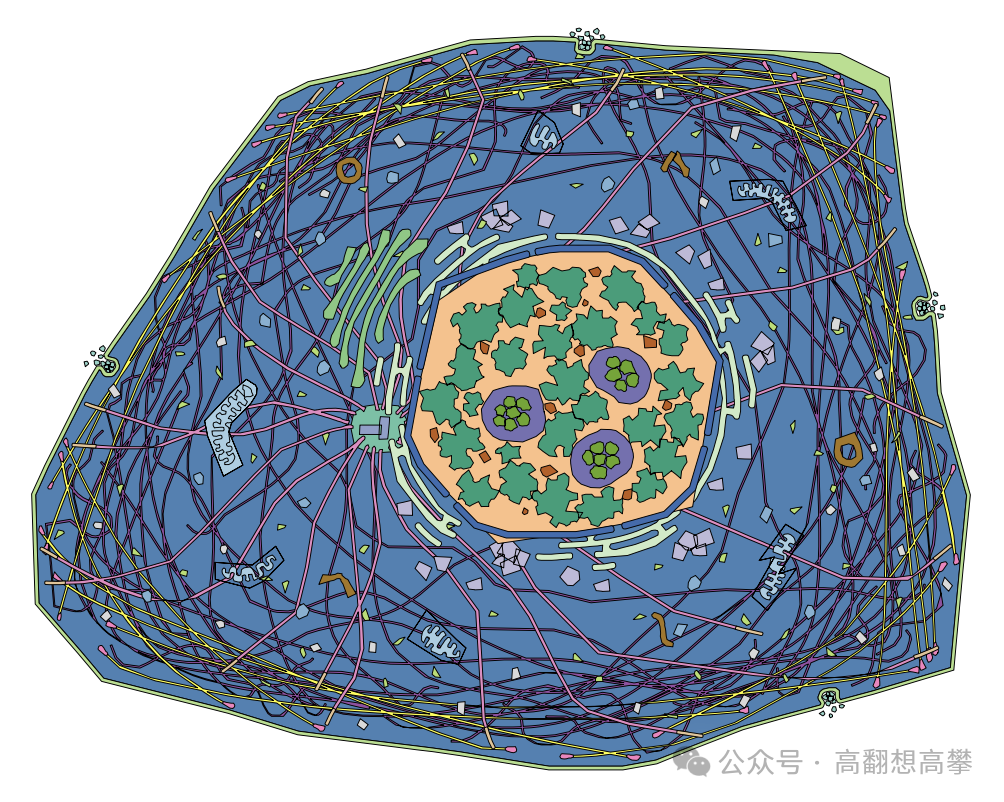 「编程虚拟细胞」R包gganatogram绘制细胞结构-CSDN博客