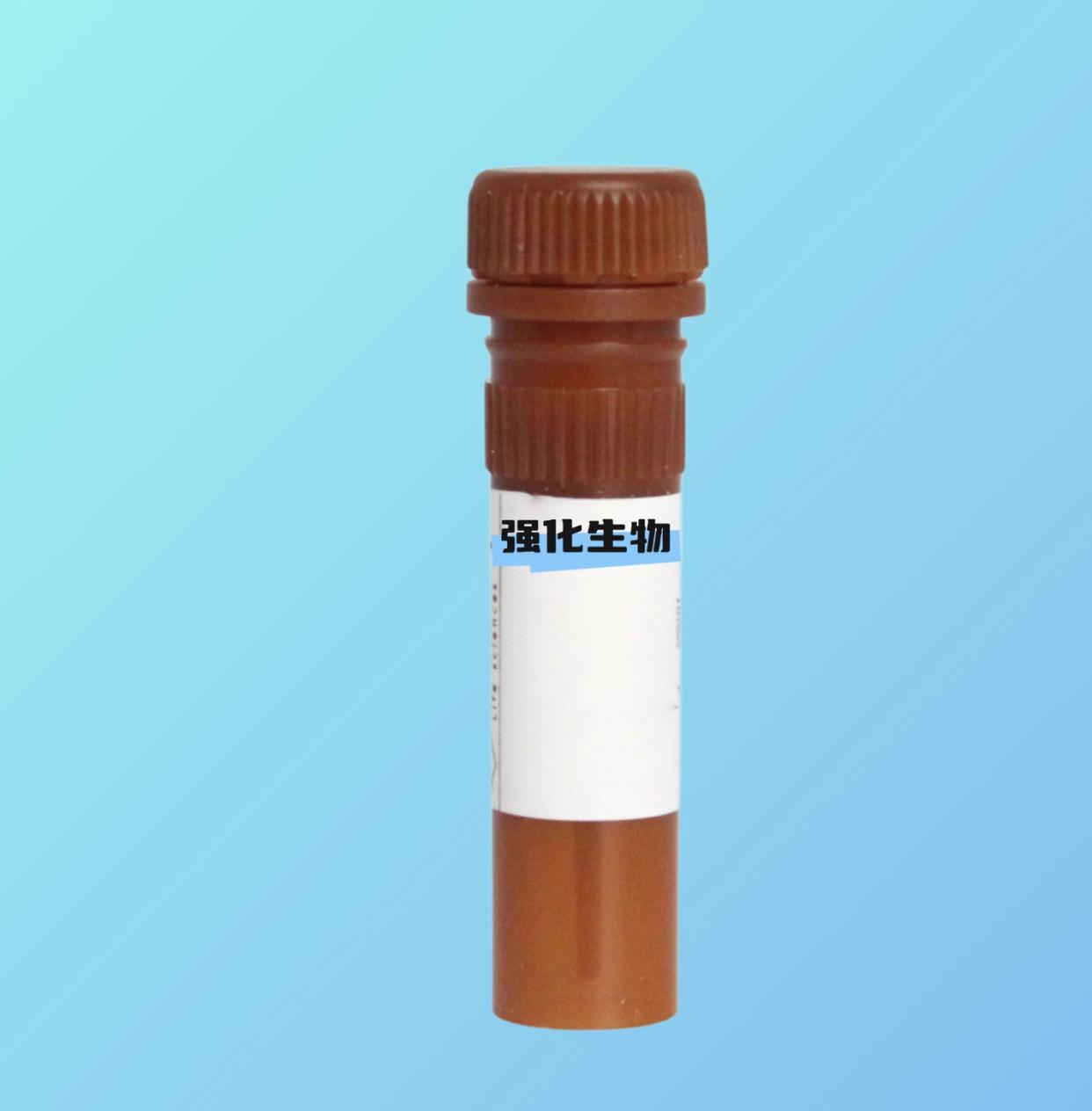 EnhancedGreen Fluorescent Protein(EGFP)重组增强型绿色_egfp载体的分子量算在wb条带-CSDN博客