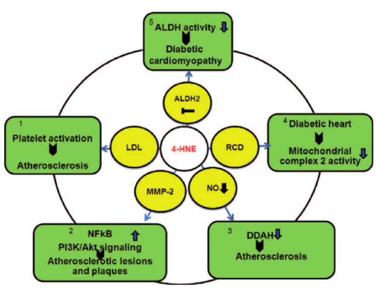 （泛）修饰抗体与定制服务，助力PTMs研究-CSDN博客