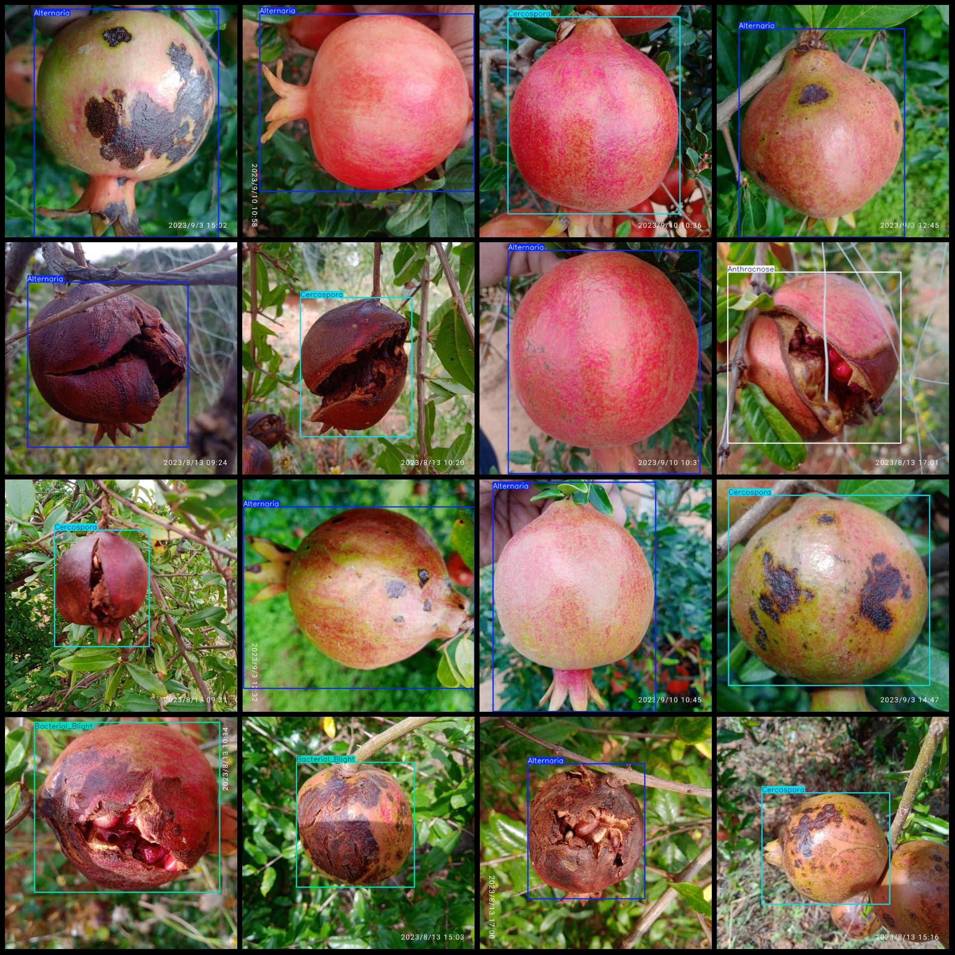 基于yolov11的石榴病害检测系统python源码pytorch模型评估指标曲线精美gui界面 Csdn博客