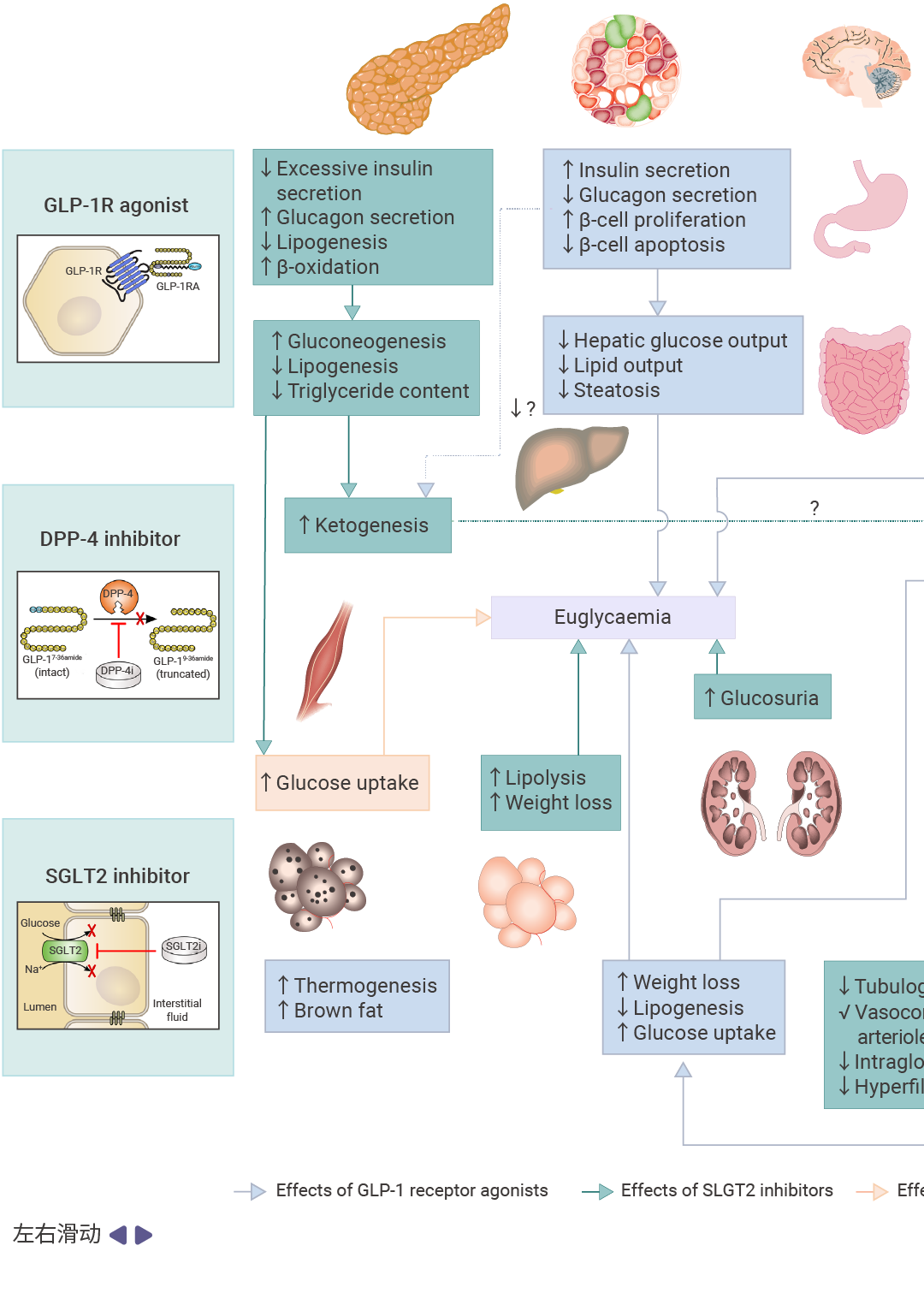 科研助攻 ｜ 2 型糖尿病∶ 机制、治疗策略和建模方法 ｜ MCE-CSDN博客