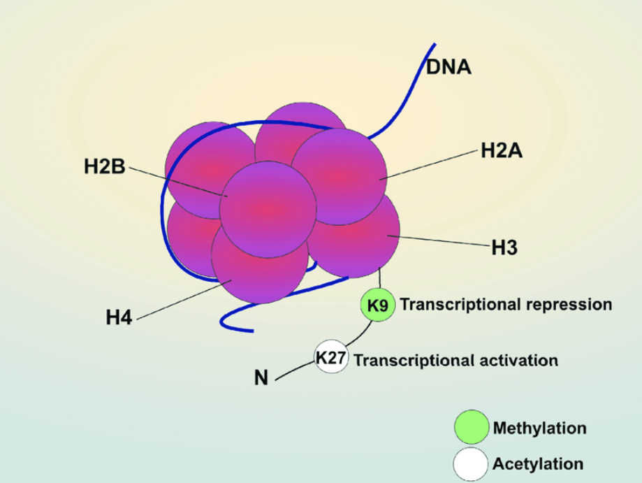 Histone H3修饰：细胞交响曲中的无声指挥_h3-5ht修饰-CSDN博客