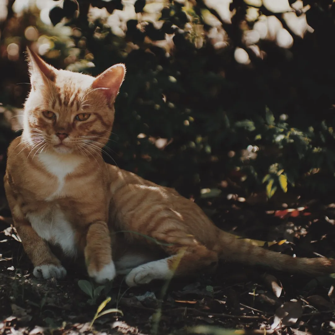 一张图秒生 LoRA ? Qwen-Image-i2L 诞生记_魔搭ModelScope社区-ModelScope魔搭社区