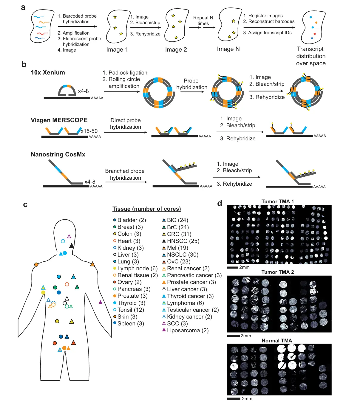知识扩展--Xenium、CosMx的技术比较_cosmx smi和xenium分别是怎么分割单细胞的?-CSDN博客