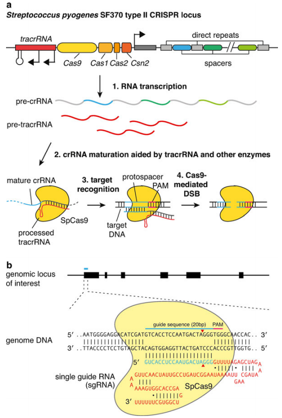 CRISPR/Cas9基因编辑技术的应用-CSDN博客