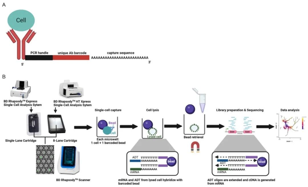 CITE-Seq在单细胞多组学中的关键考量-CSDN博客