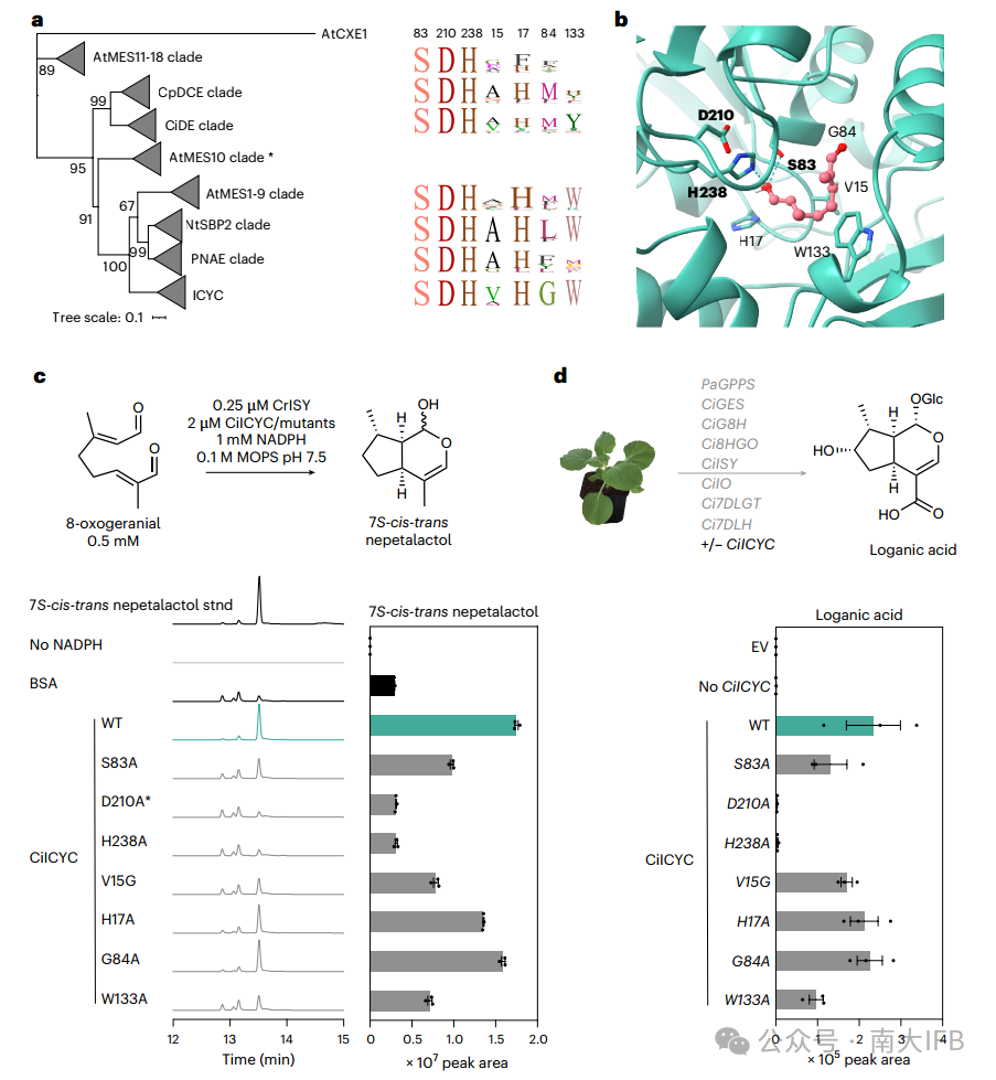 Nat. Plants | 环烯醚萜环化酶的发现完善了菊类植物环烯醚萜生物合成途径-CSDN博客