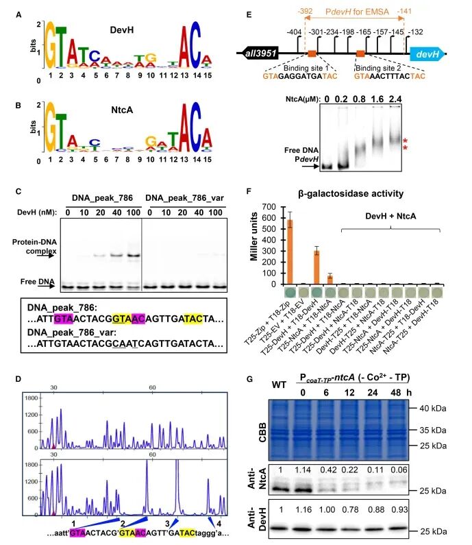Cell Rep项目文章|中国科学院水生生物研究所利用ChIP-seq揭秘蓝藻转录因子DevH与NtcA的“协作密码”-CSDN博客