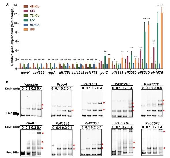 Cell Rep项目文章|中国科学院水生生物研究所利用ChIP-seq揭秘蓝藻转录因子DevH与NtcA的“协作密码”-CSDN博客