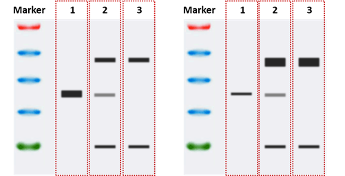 一文读懂 | IP-WB的实验流程和结果解析_ip-wb实验-CSDN博客