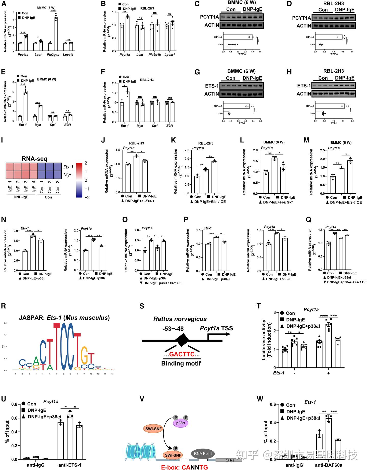 易基因：Cell Rep：华农任文凯团队利用ChIP-seq及多组学解析过敏性疾病的关键调控机制｜项目文章-CSDN博客
