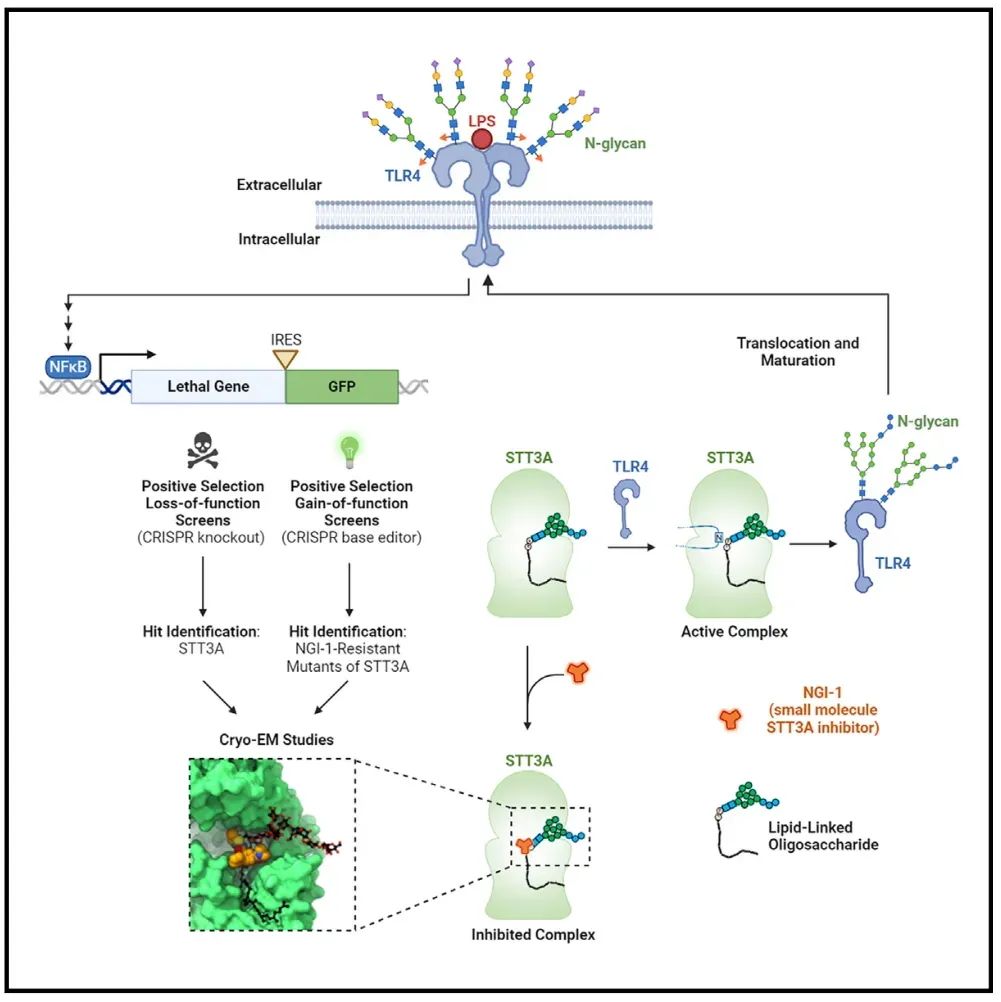 文献速递 | NF-κB促炎信号通路成药靶点的发现 -CSDN博客