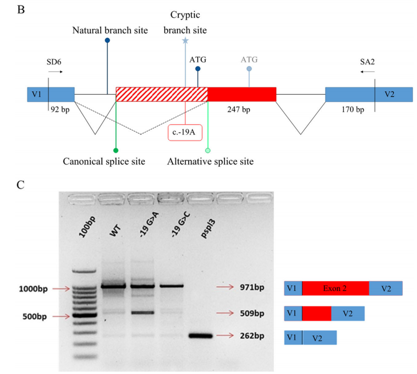 Minigene实验——RNA剪接事件检测利器_mini-gene-CSDN博客
