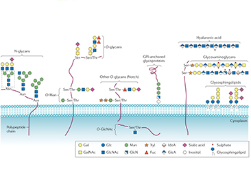 糖苷内切酶H（Endo H）的分子机制与生物学应用研究-CSDN博客