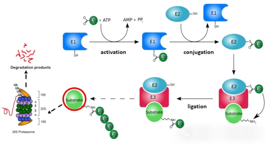 PROTAC介绍（一）：基本概念_protac技术的原理-CSDN博客