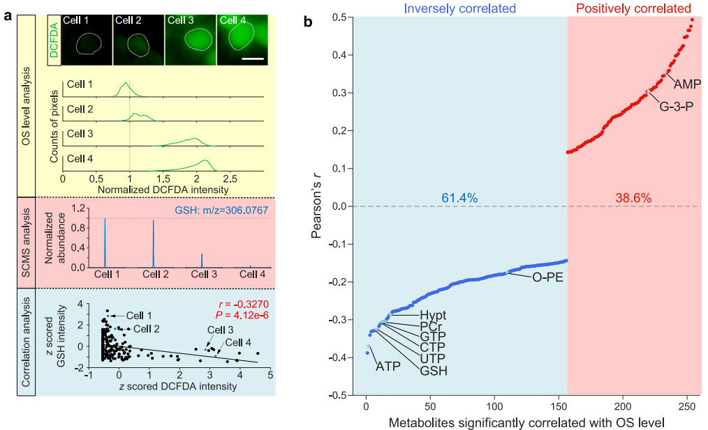 nat. commun.｜单细胞代谢 “黑科技”！破解细胞衰老密码，线虫竟成最大赢家？_metabolic heterogeneity and nature communications-CSDN博客
