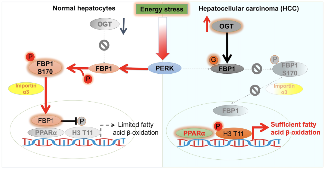 叶酸受体 1（FOLR1）：结构、功能与临床意义-CSDN博客