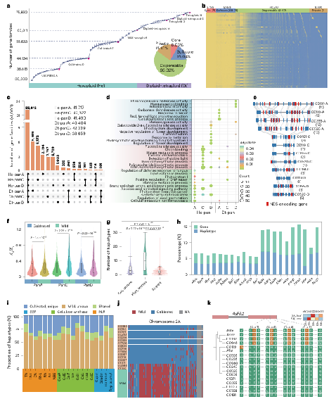 Nature Genetics | 超级泛基因组揭示燕麦复杂演化与抗旱基因-CSDN博客