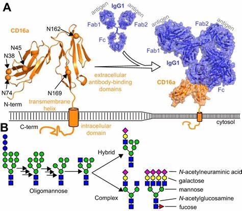 FcγRIIIa/CD16a：免疫调节与疾病中的关键受体_fcγrⅲa-CSDN博客