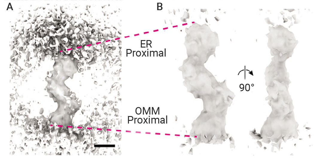 细胞通讯还只知道囊泡 国自然热点追踪—细胞器互作, 带你深度解析细胞器膜接触位点 (MCS)∶ 机制、衔接蛋白与功能表征 | MCE-CSDN博客