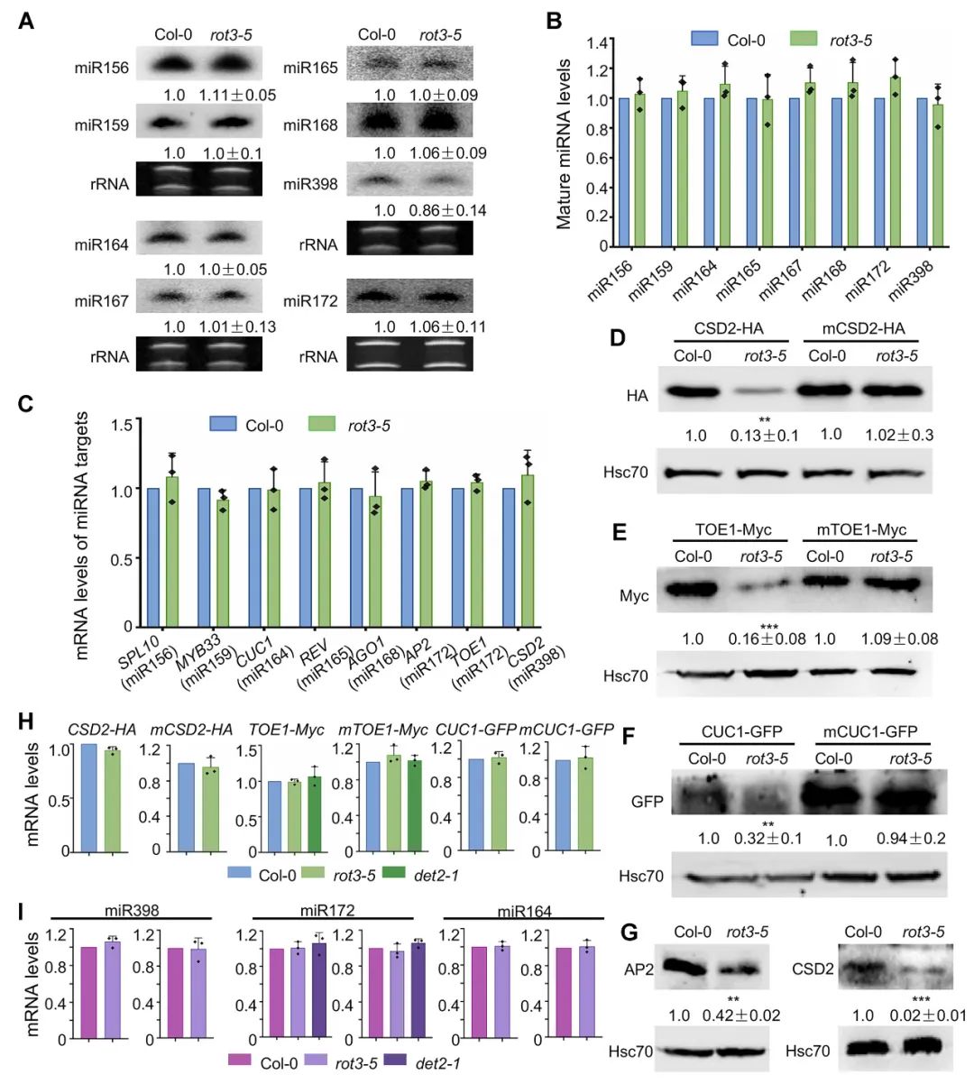 浅谈mRNA的量与蛋白表达量并不线性相关的原因（一）-CSDN博客