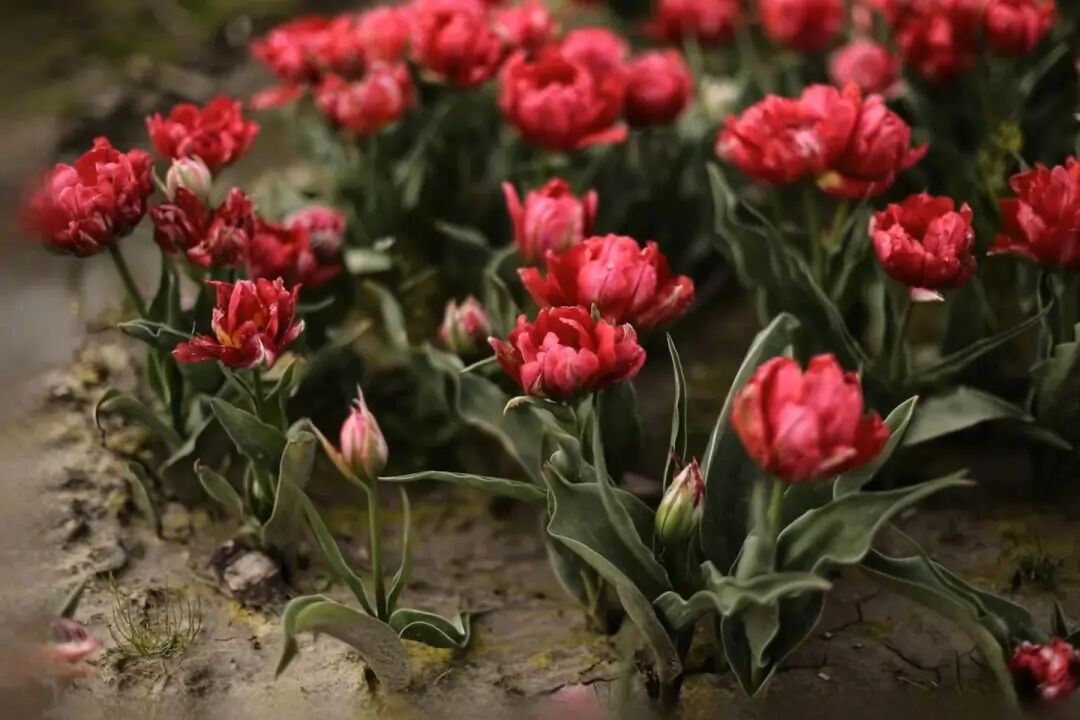 Apple 发布 SHARP 模型，1 秒内让你的照片瞬间“3D立体”起来-CSDN博客