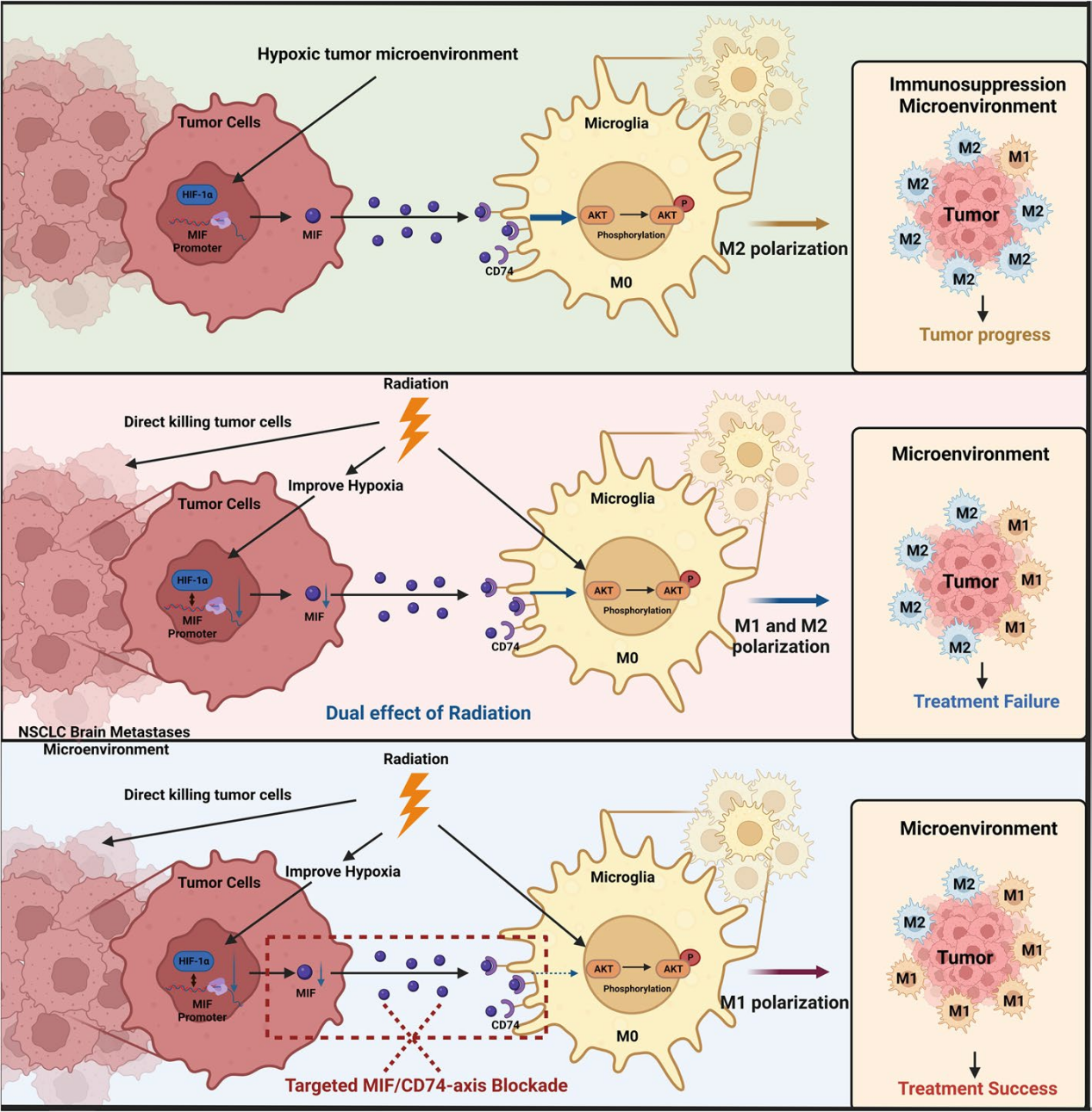 解析CD74：细胞活动与病症关联中的核心角色_cd74+ cd8 t细胞-CSDN博客