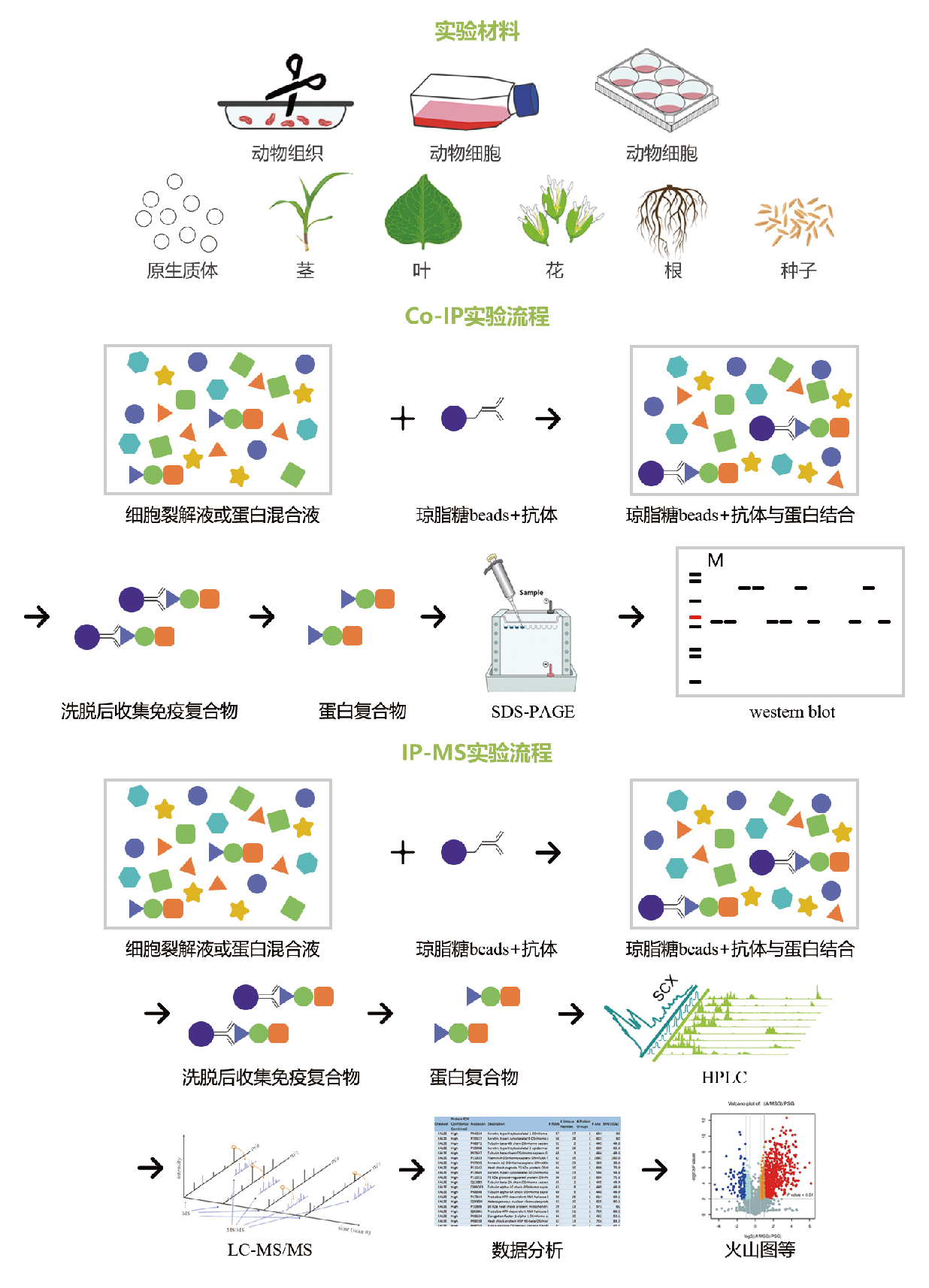 免疫共沉淀（Co-IP）-CSDN博客