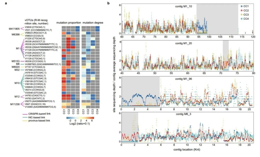 NC|ONT+Hi-C多组学揭秘共生体宿主-病毒进化军备竞赛_hi-c + ont-CSDN博客