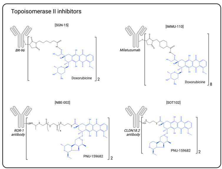 ADC药物之Payload简介_adc的payload-CSDN博客