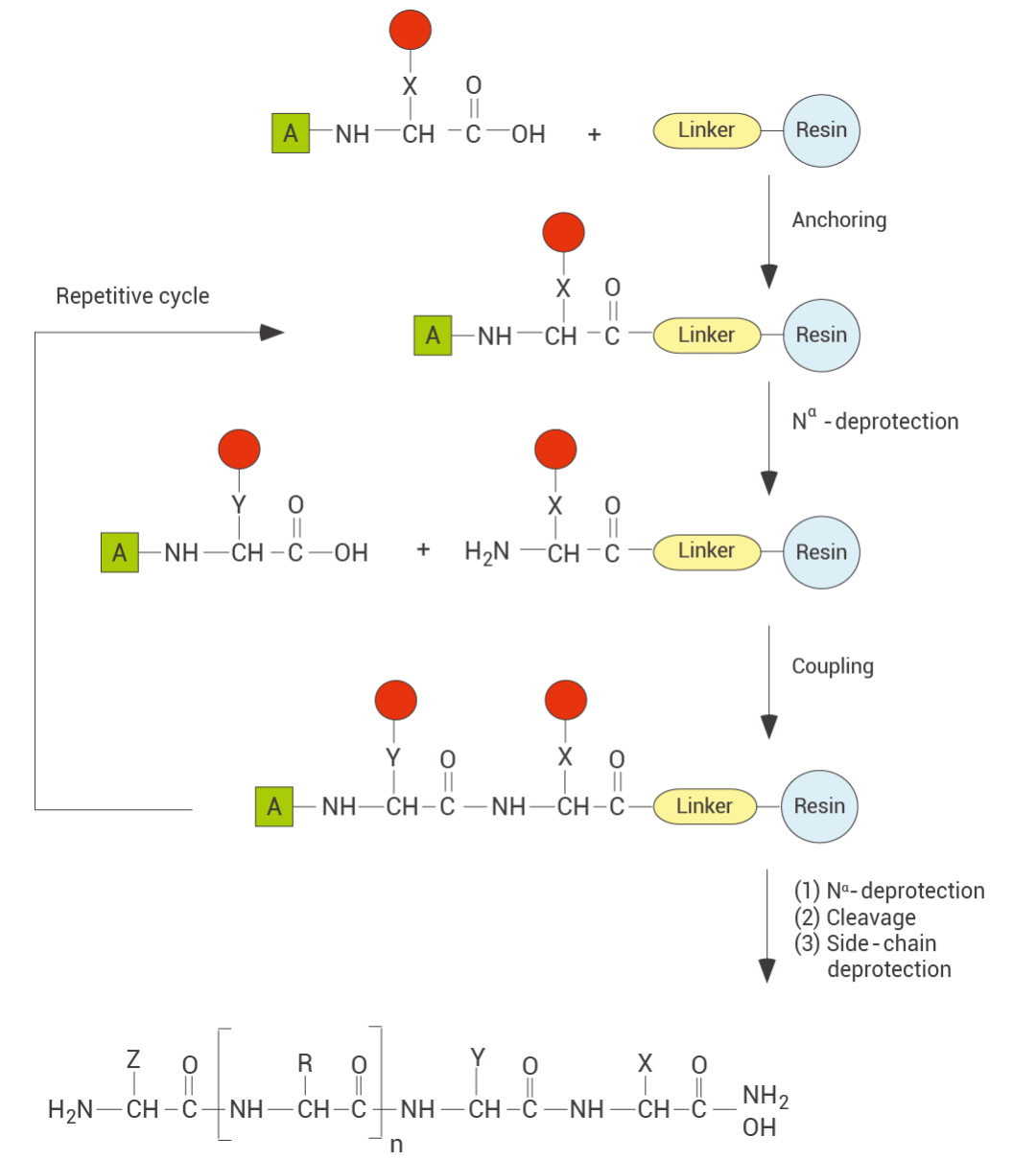 多肽与多肽的固相合成技术_MedChemExpress(MCE 中国)-CSDN博客