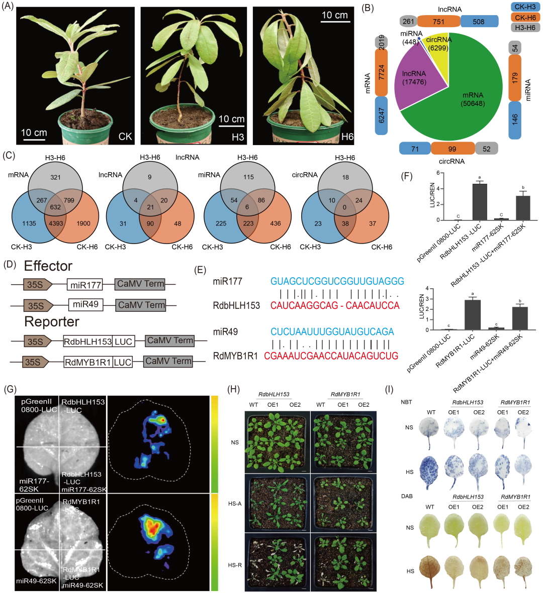 iMeta | 贵州大学王孝敬组-杜鹃属植物T2T基因组、泛基因组分析和热应激反应基因-CSDN博客