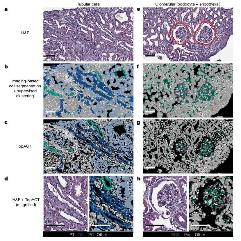 文献分享-----10X Visium HD & Stereo-seq图像分割（nature文献）_10x visium hd 小鼠肝脏数据-CSDN博客