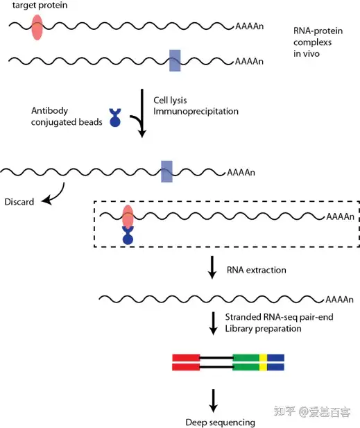 如何进行Motif预测分析和解读？MEME和HOMER全解析_meme motif-CSDN博客