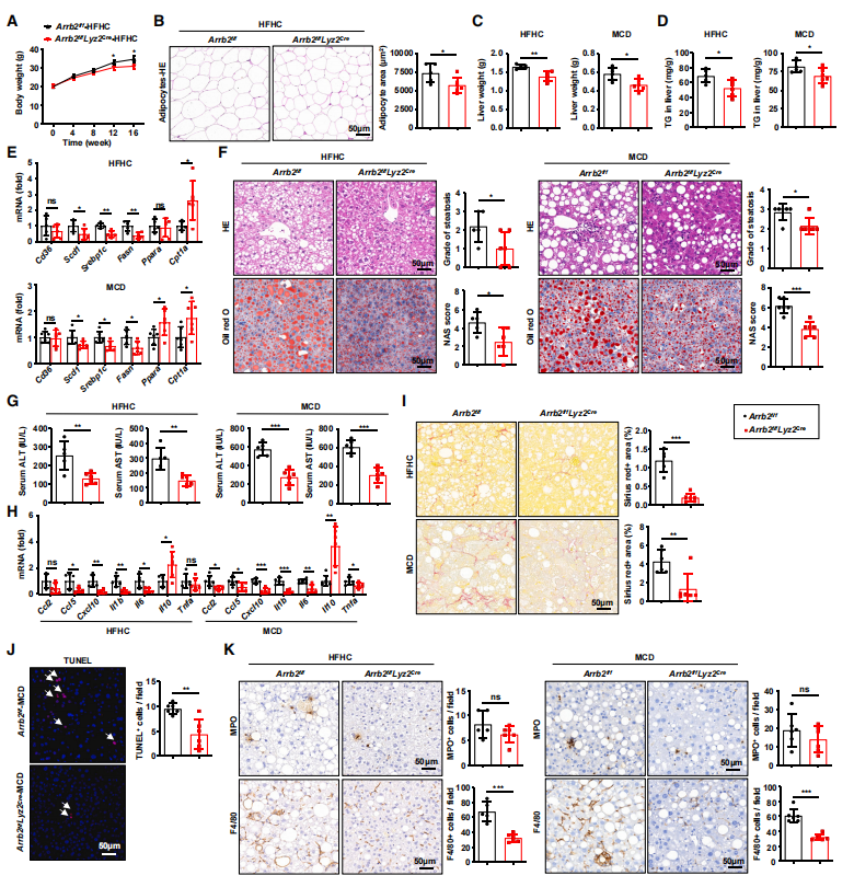 Cell Metabolism | 用别人的单细胞数据也能发27+？_myeloid beta-arrestin 2 depletion ...