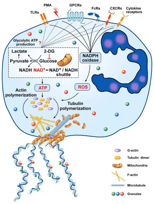 NETosis：中性粒细胞胞外陷阱的机制解析与肿瘤研究价值-CSDN博客