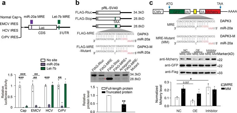 miRNA靶点位于mRNA CDS区的研究_mirna与cds区域结合-CSDN博客
