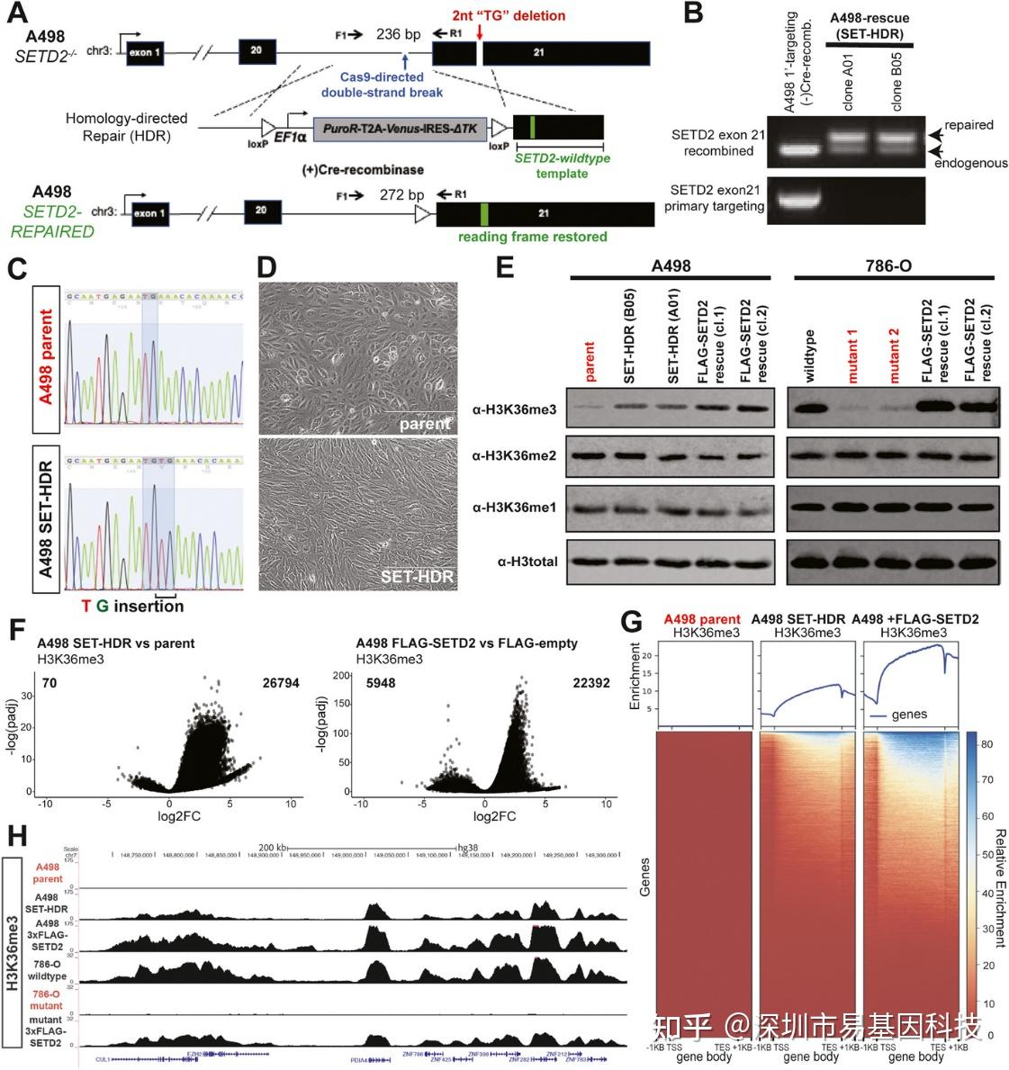 易基因：ChIP-seq等技术揭示SETD2突变在癌症中的H3K36甲基化新型表观遗传治疗靶点｜Genome Biol_阻止了靶向setd2的治疗应用 英语-CSDN博客