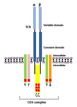 CD3ε抗体如何成为解析T细胞激活与调控的核心工具？_cd3ε、δ、γ亚基与t细胞激活-CSDN博客