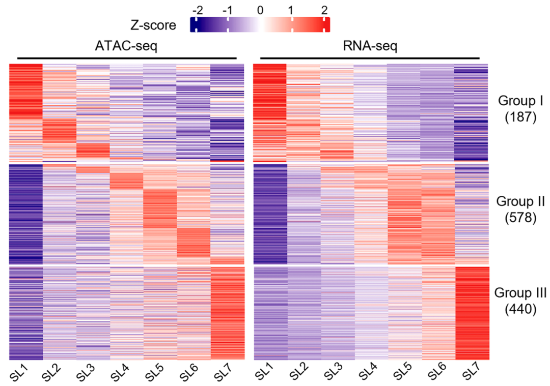 ATAC-seq和RNA-seq联合分析获得转录因子_sc atac 转录因子足迹分析-CSDN博客