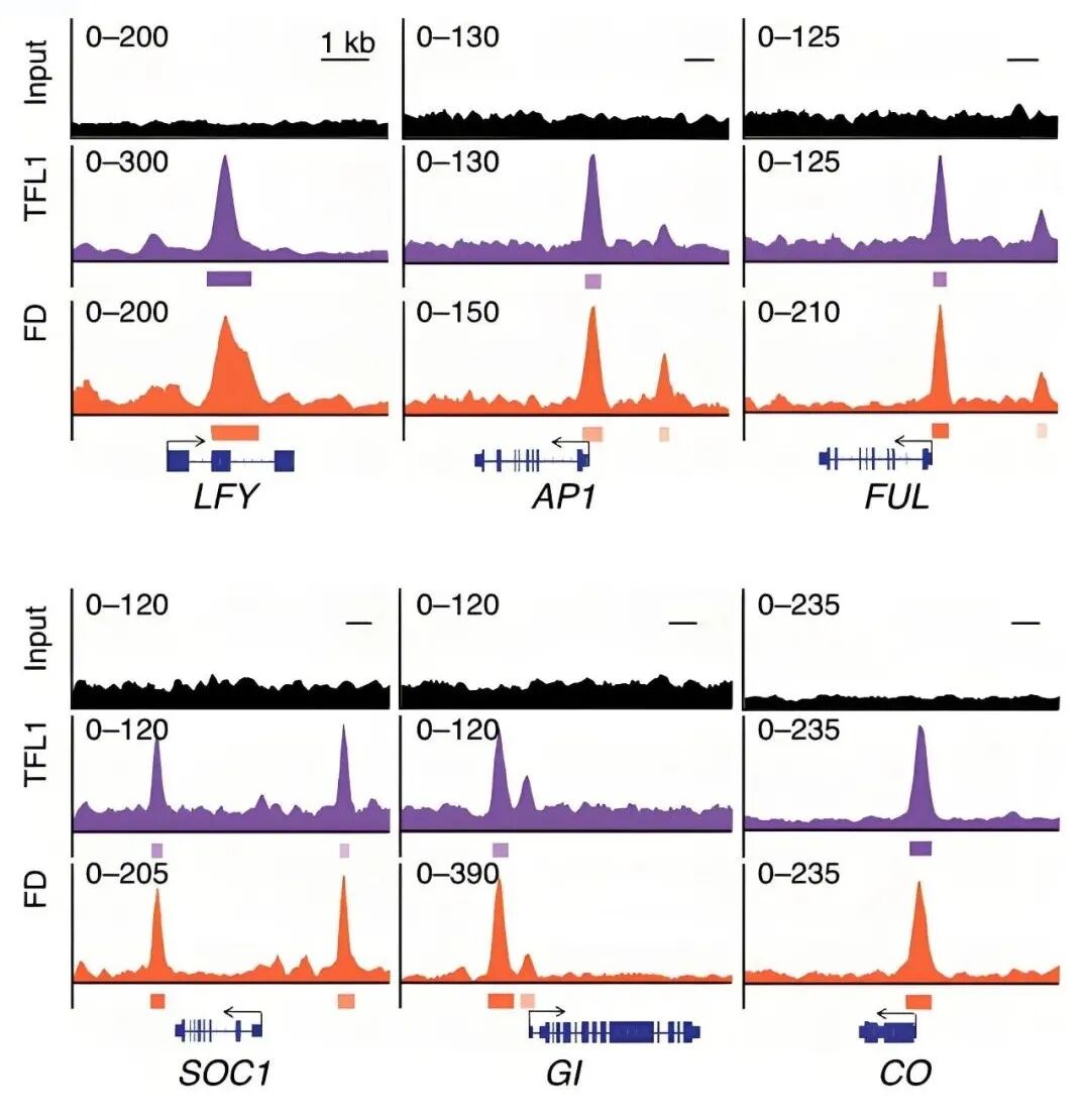解析调控网络之竞争结合_nf-yb3-CSDN博客