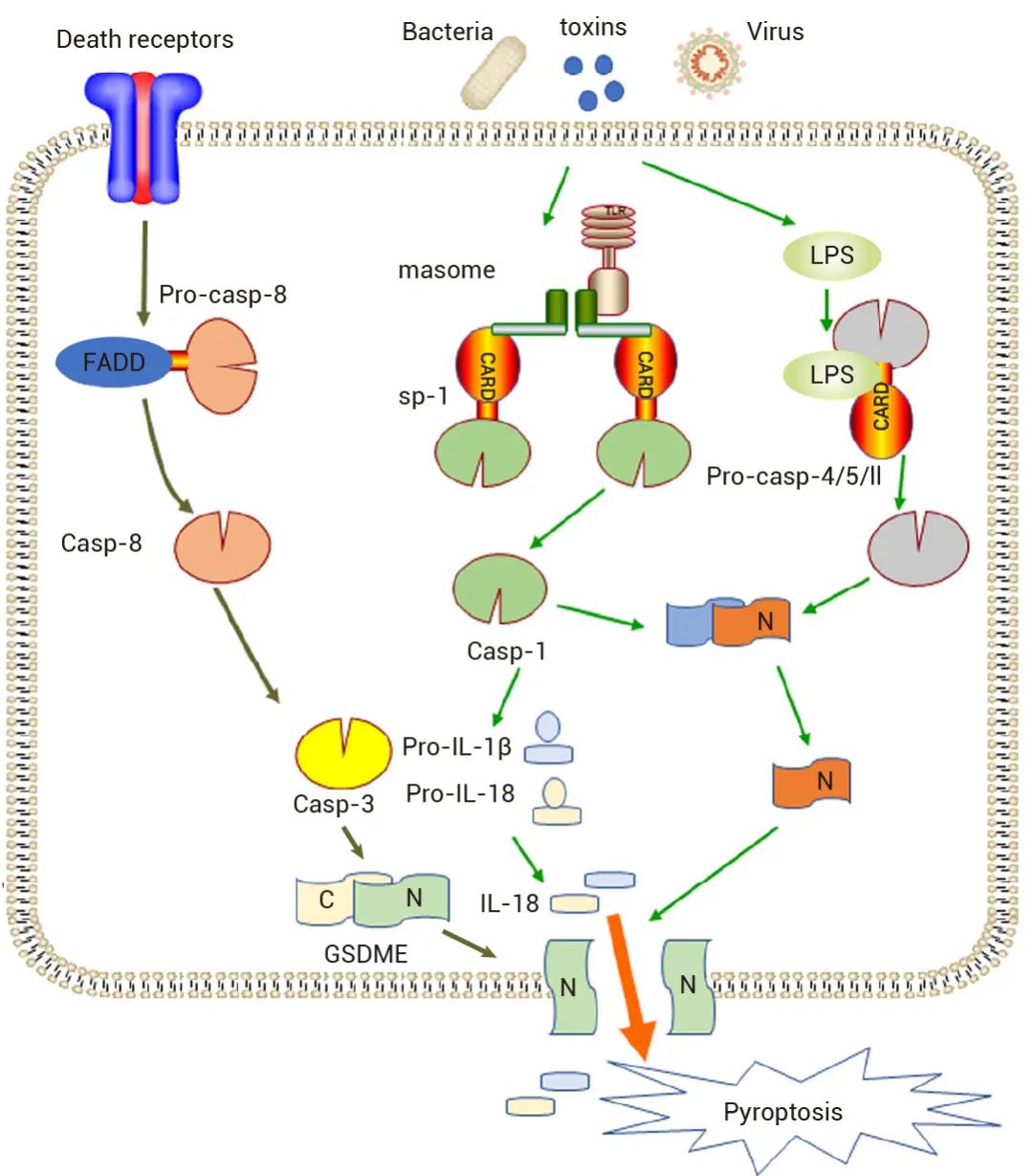 细胞的第 N 种死法：细胞焦亡！ | MedChemExpress (MCE)_细胞焦亡 肿瘤胞内菌-CSDN博客