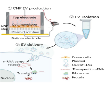 细胞外囊泡mRNA递送系统：持续产生天然胶原蛋白，延缓皮肤衰老_单条mrna 胶原蛋白-CSDN博客
