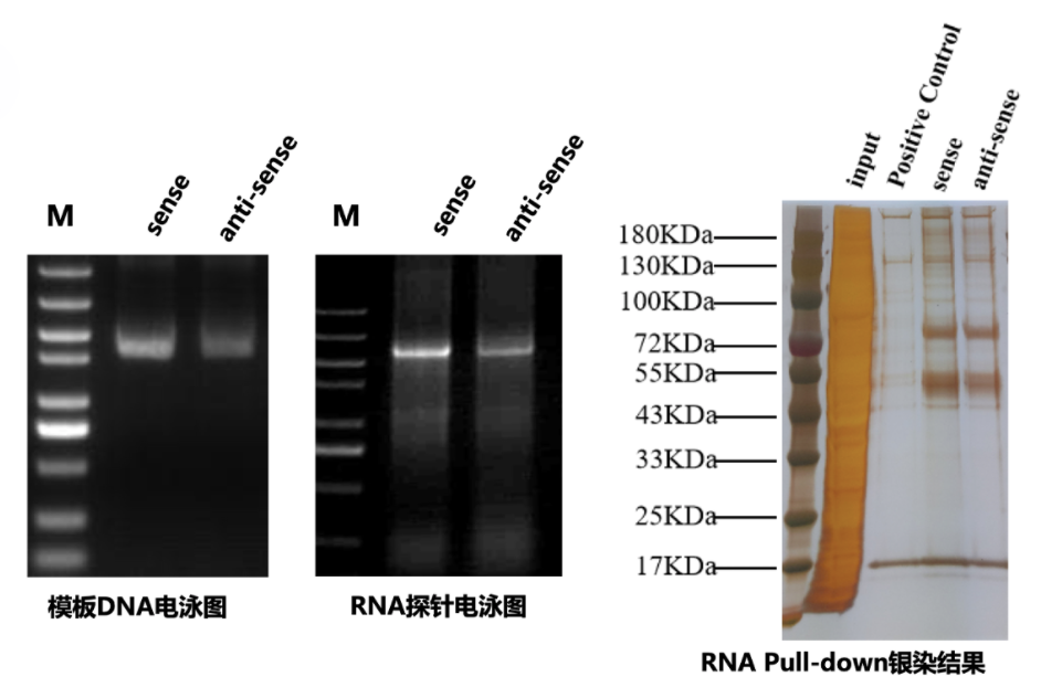 RNA Pull-down-CSDN博客