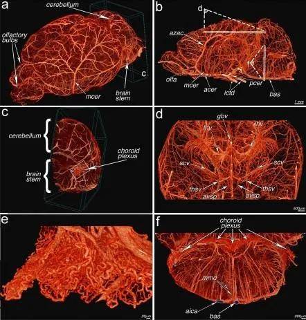 生物测试：Micro-CT深入解析_microct成像原理-CSDN博客