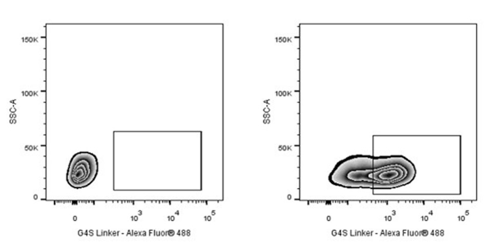 Efficient CAR Positive Rate Detection! FAC2 antibodies for Anti-G4S ...
