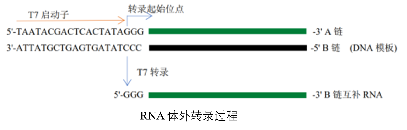 探索mRNA疫苗生产流程：酶产品的核心角色_mrna体外转录-CSDN博客