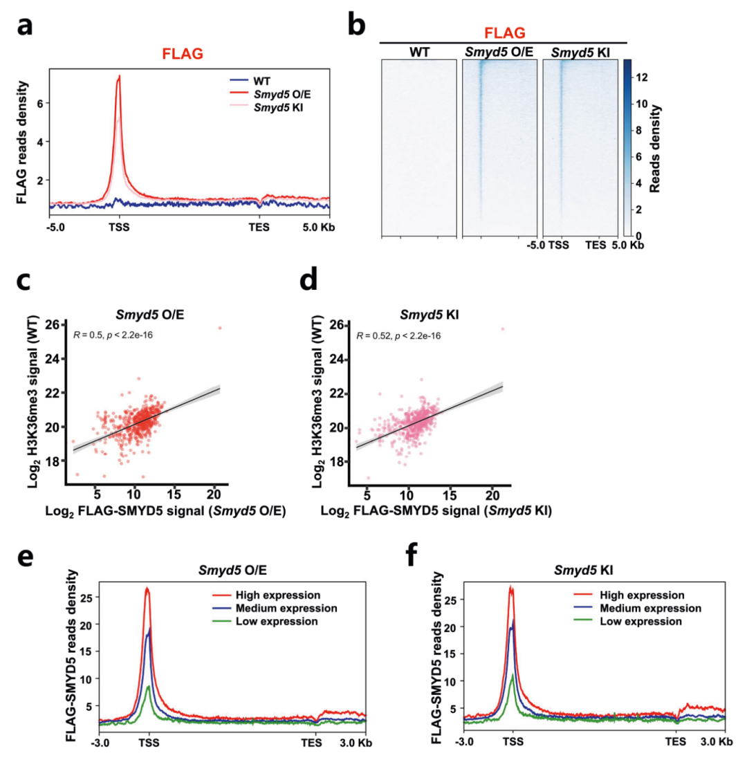 【文献分享】CUT&Tag技术揭示哺乳动物细胞中涉及H3K36me3组蛋白修饰一种新的甲基转移酶_组蛋白修饰 cut&tag-CSDN博客